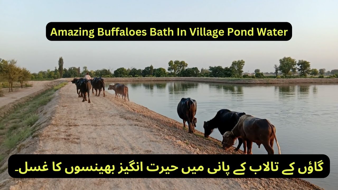 Buffalo Videos, Amazing Buffaloes Bath In Village Pond Water - YouTube