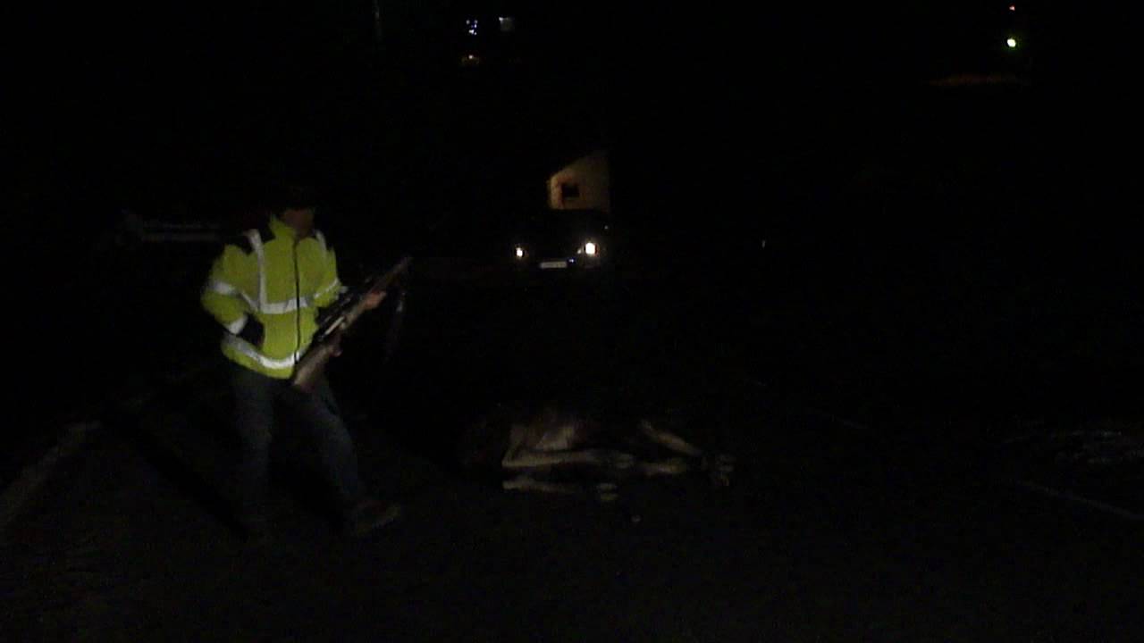 O triste fim de um alce atropelado na Noruega! - YouTube
