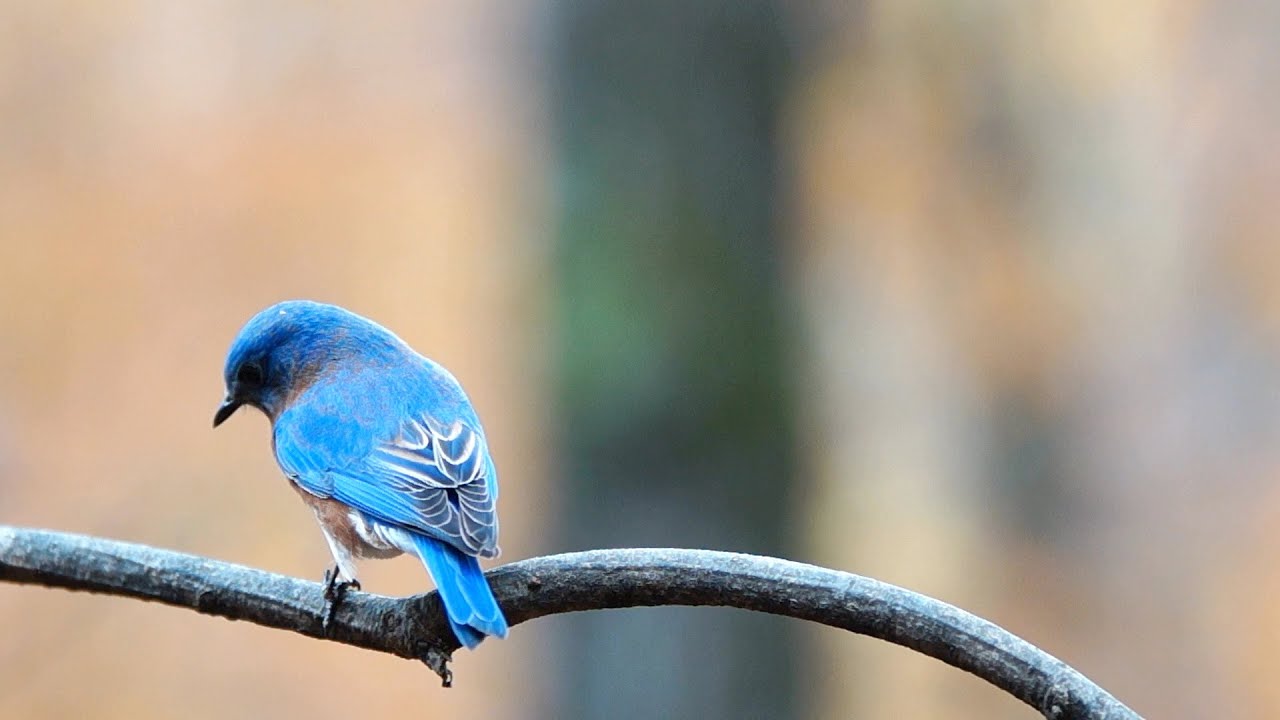 Bluebird Society guides community in monitoring endangered species ...