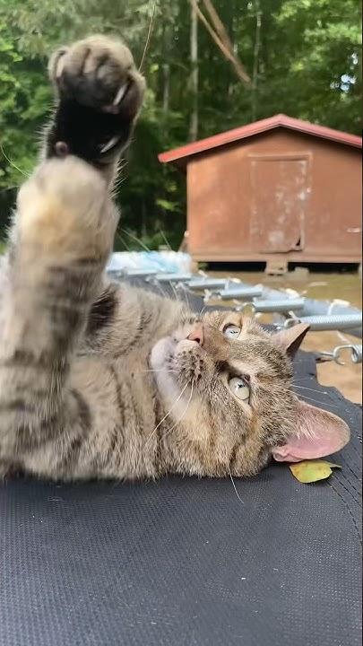 Giving My Cat CATNIP For The FIRST TIME… #shorts - YouTube