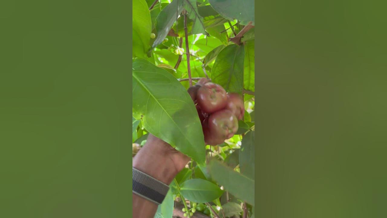 Red Java Apple 🤤🤤#farming #nature #shorts - YouTube