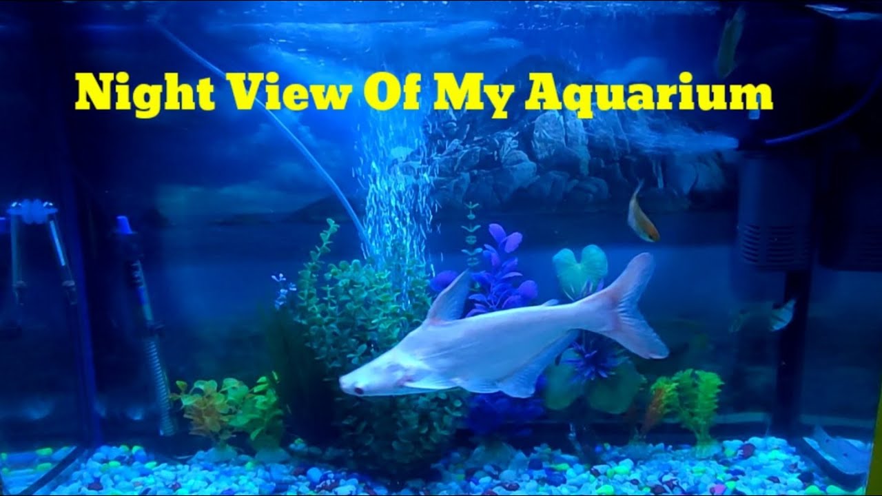 Night View of My Aquarium - YouTube