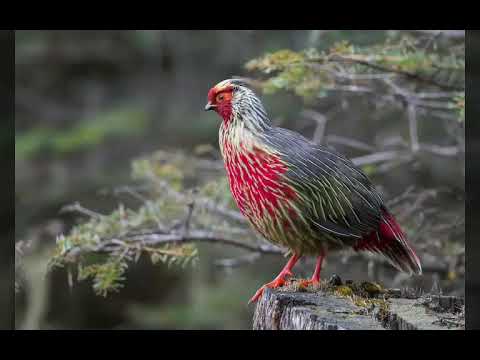 Facts about state birds of Uttar Pradesh, Sikkim, tamilnadu, Nagaland ...