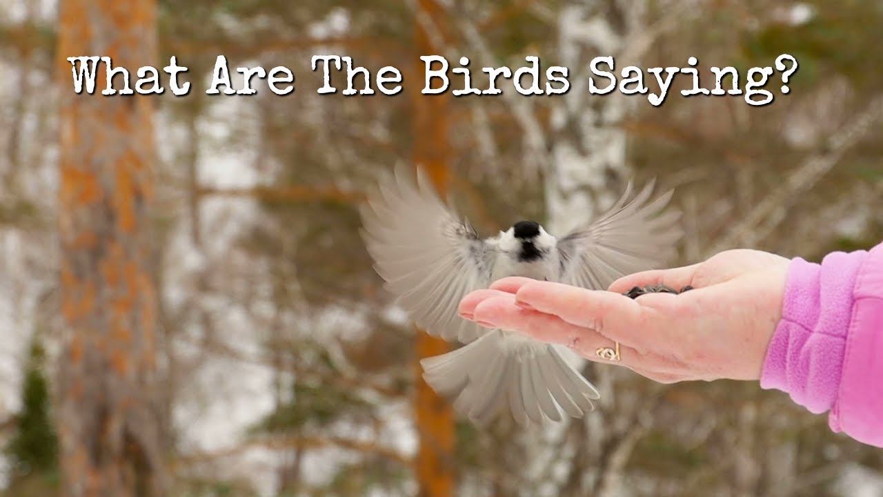 Knowing Nature in Winter - What are the Birds Telling Us? - YouTube