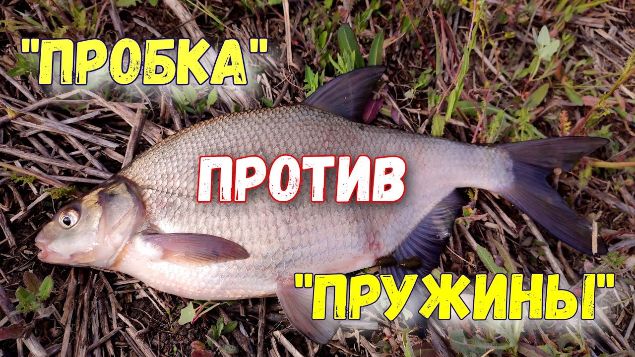 Снасть "ПРОБКА" против "ПРУЖИН". Рыбалка на ЛЕЩА и КАРАСЯ - YouTube