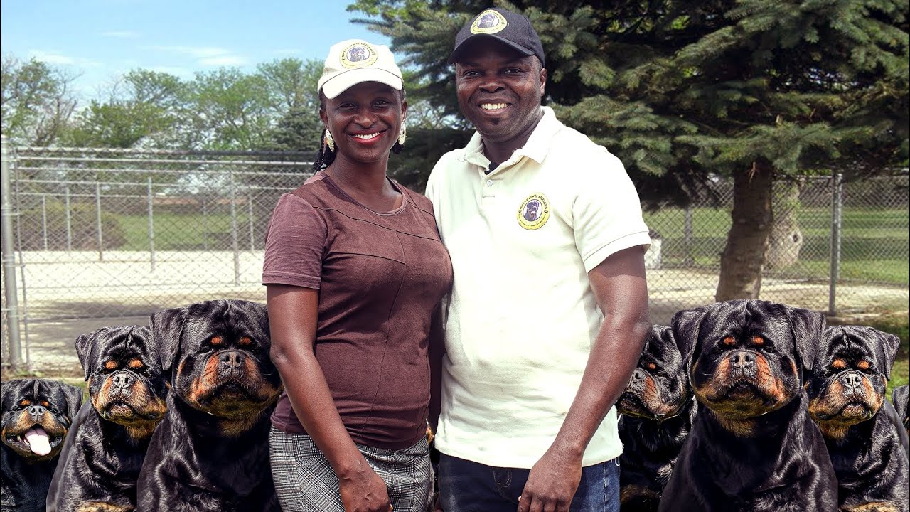 ROTTWEILER BREEDING As A Couple.. Our Experience - YouTube