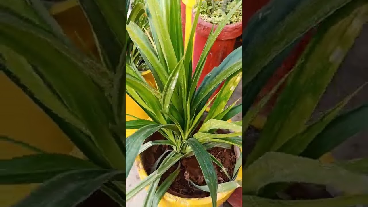 mogali rekulu plant - YouTube