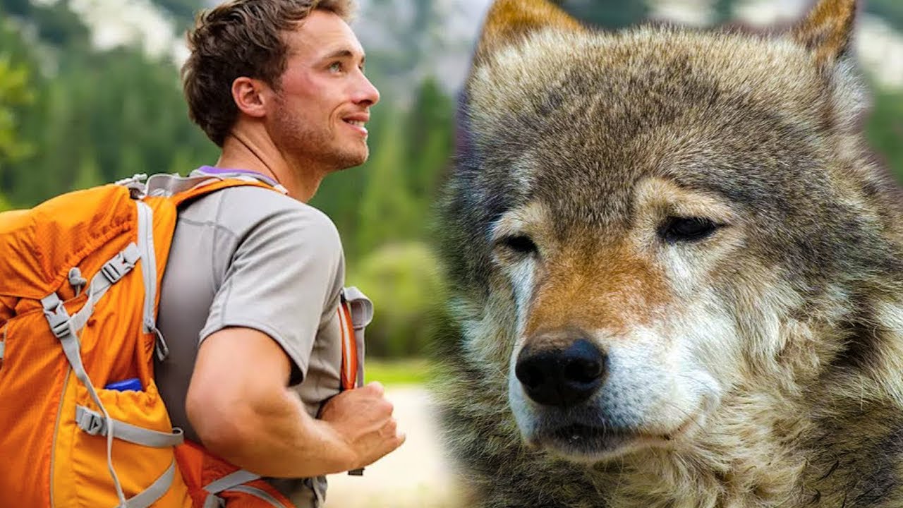 Guy saved a wolf from a pack of dogs. In the wolf’s eyes he saw a huge ...