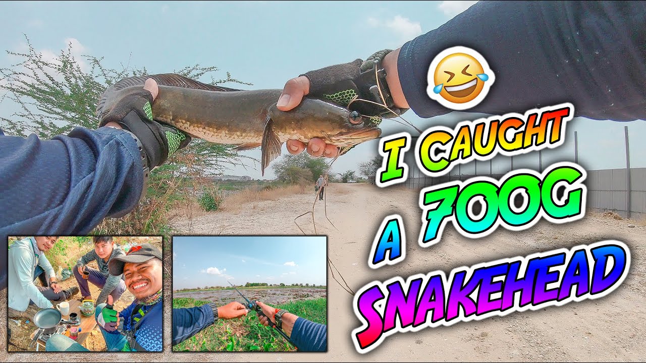 ចូលគីឡូអាំងមួយហើយ 700g | I Caught A 700g Snakehead | Fly Fishing Vlog ...