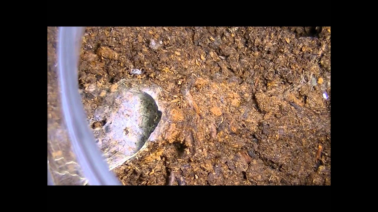 feeding compilation 6 - YouTube