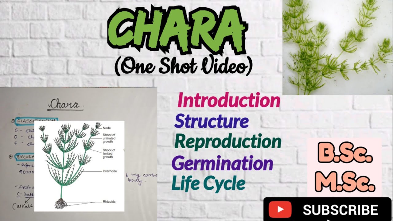 Chara Algae|| Reproduction in Chara Algae B.Sc Chara Algae Lifecycle ...