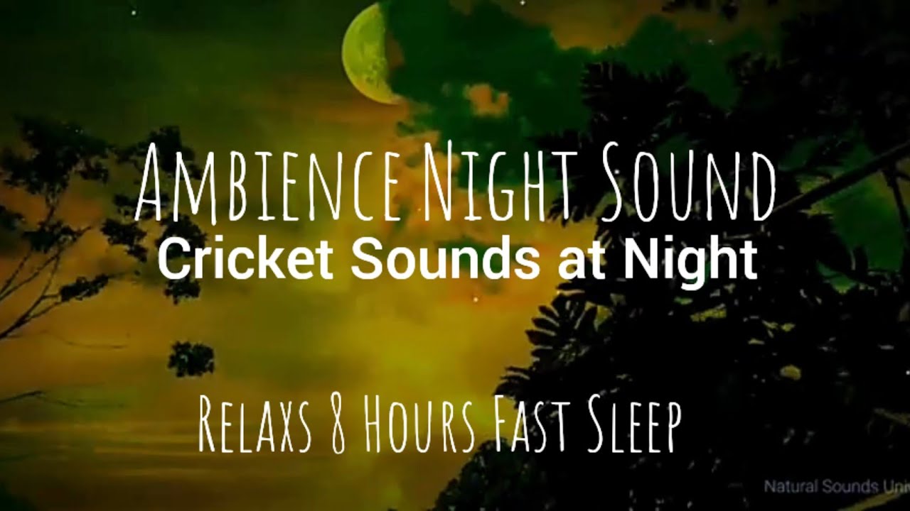 Ambient Night Sounds, Cricket, Swamp Sounds at Night, Sleep and ...
