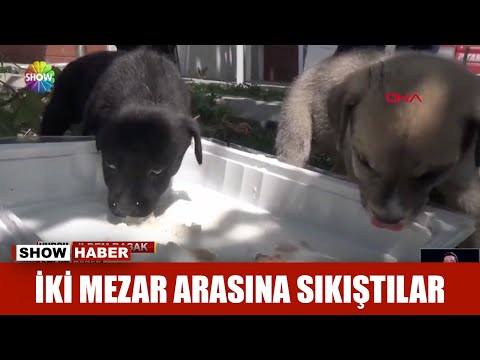 İki mezar arasına sıkıştılar
