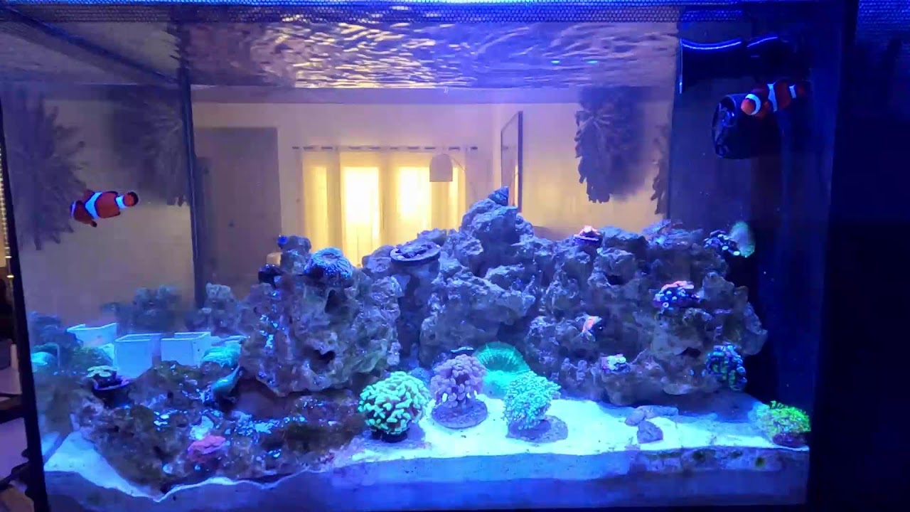 Fluval Nano Reef Tank Live Stream - YouTube