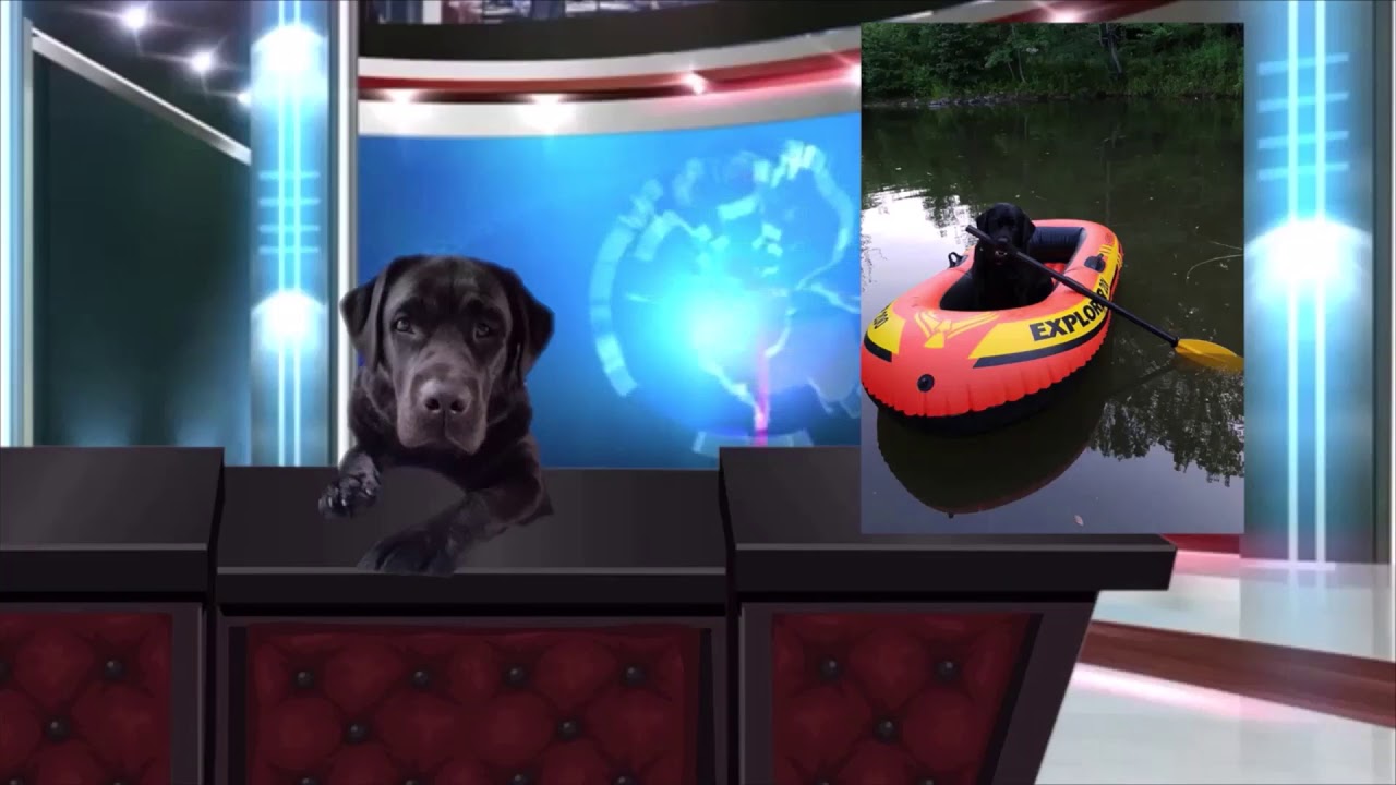 Maine Black Lab Service Dog Hero Dog News Report by Dolly Pawton - YouTube