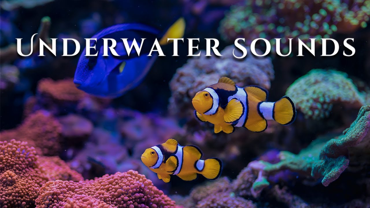 Deep Underwater Ocean Sounds for Relaxing, Stress Relief, Studying ...