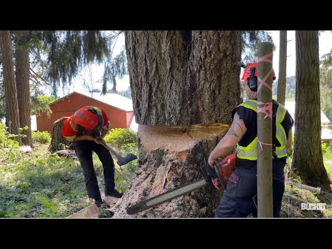Massive Stump - Felling two trees attached to 4.5 foot stump . - YouTube