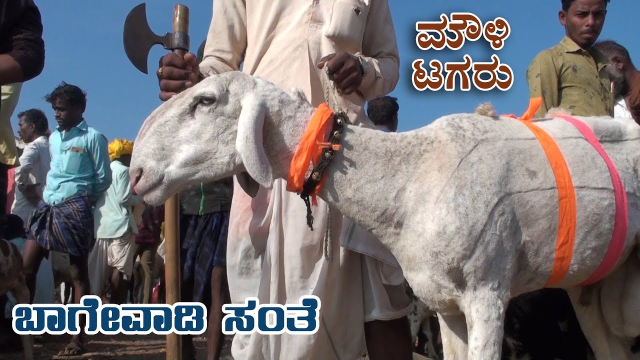 30 thousands for mouli breed Ram sheep - YouTube