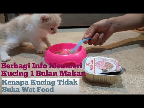 Berbagi Info Makanan Kucing 1 Bulan - YouTube