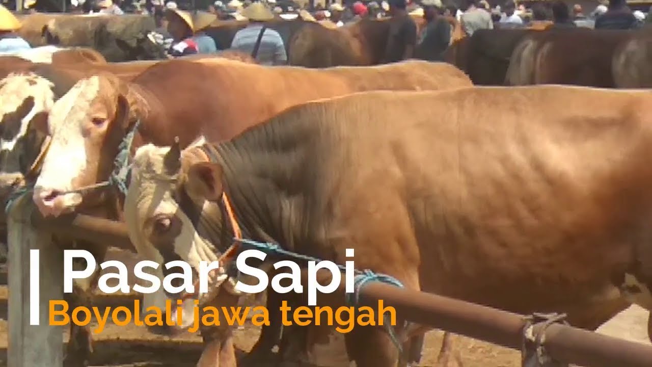 PASAR SAPI TERBESAR DIDUNIA - SAPI BESAR HINGGA ANAK SAPI ADA DISINI ...