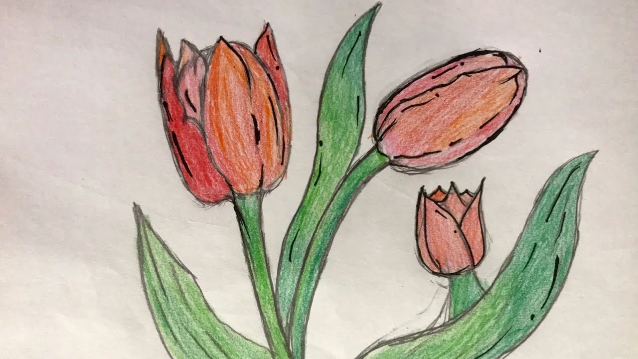 Tulip Drawing Tutorial with colour pencils/ Art Step-by-Step - YouTube