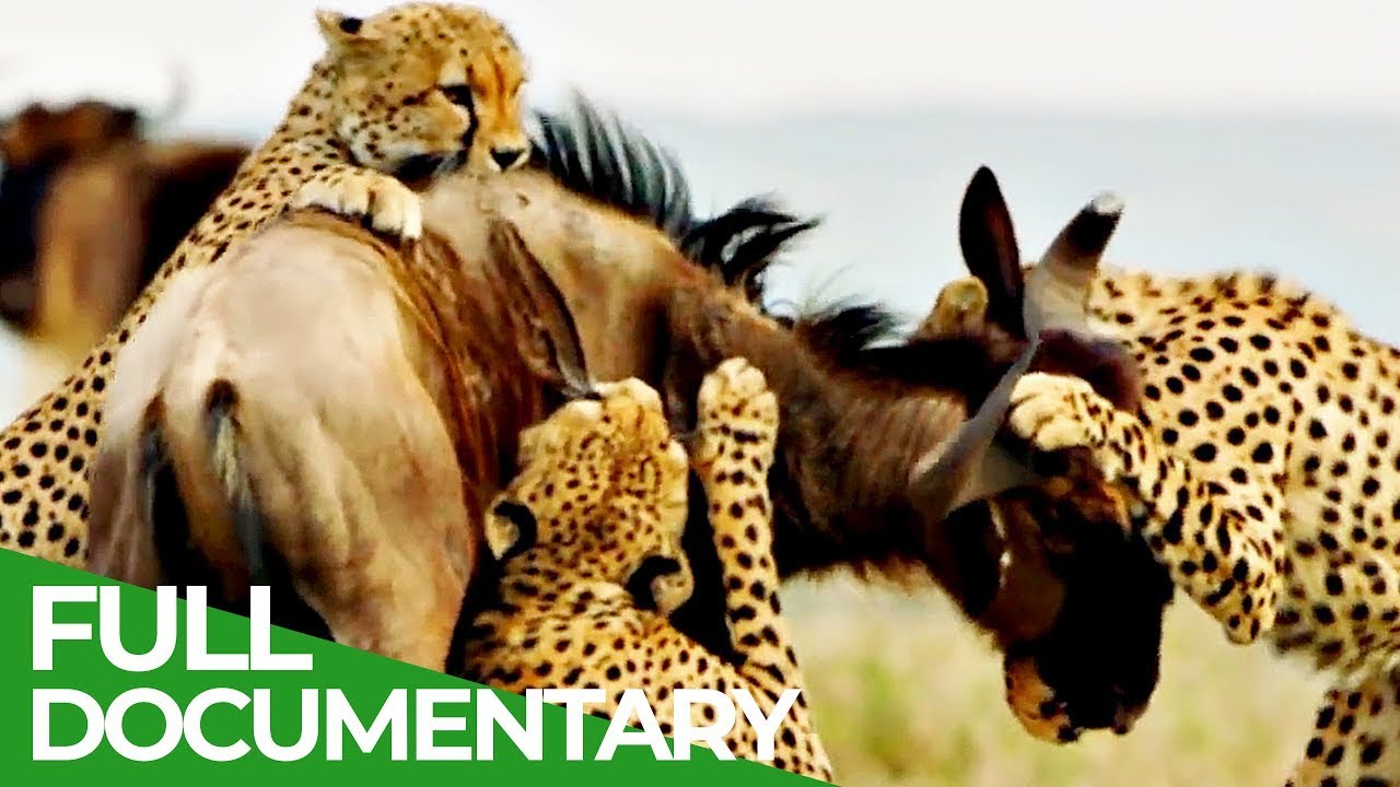 National Geographic Documentary 2021 HD Animal Documentary 2021 - YouTube