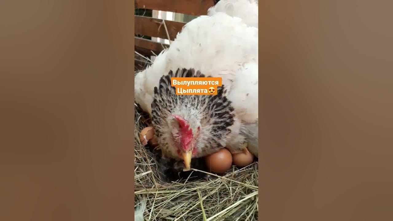 вылупляются цыплята 🐥 😍 Youtube