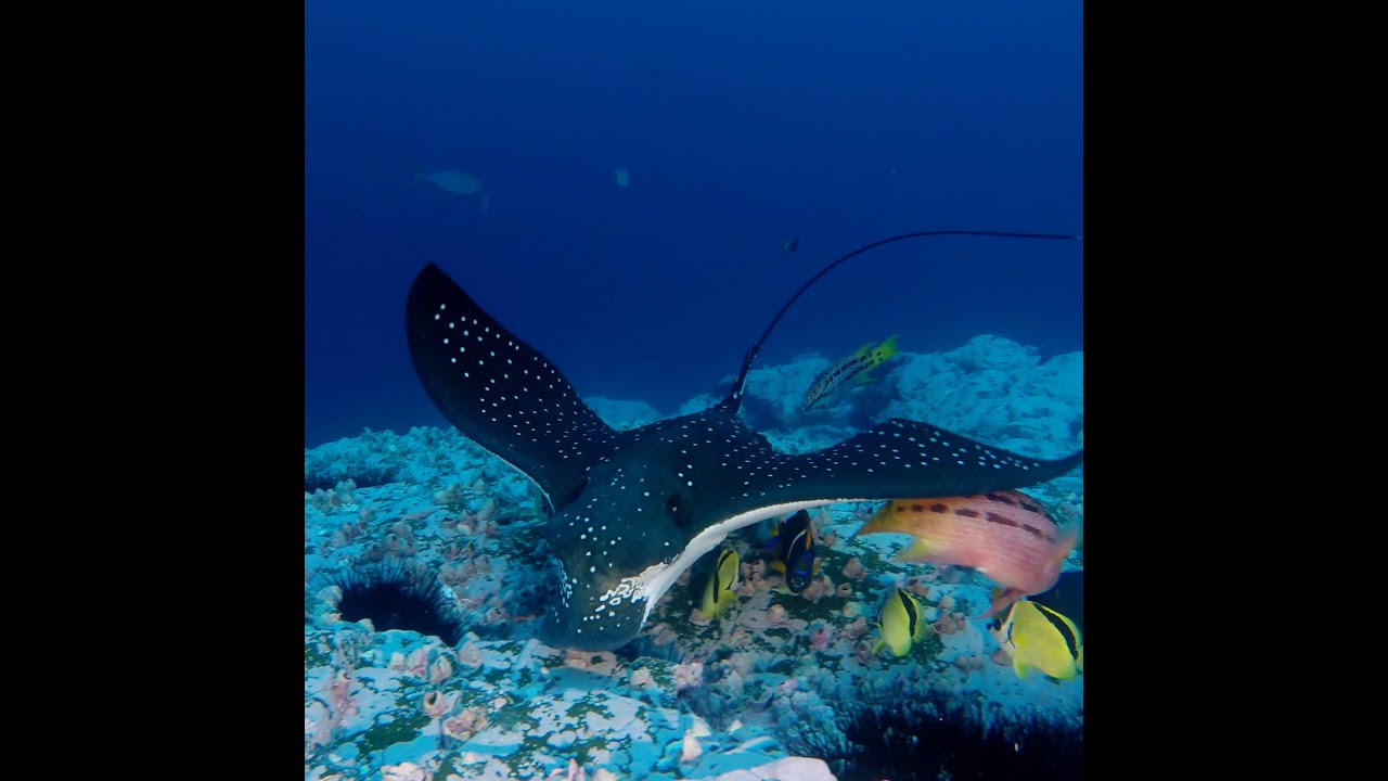 Mr. Ray says "Welcome aboard, explorers!" 👨‍🏫... (Real Finding Nemo ...