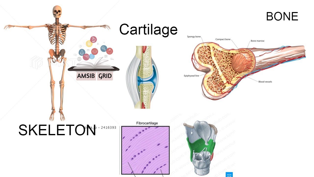 Role of Skeletal System ,Bone and Cartilage(Human Skeleton) - YouTube