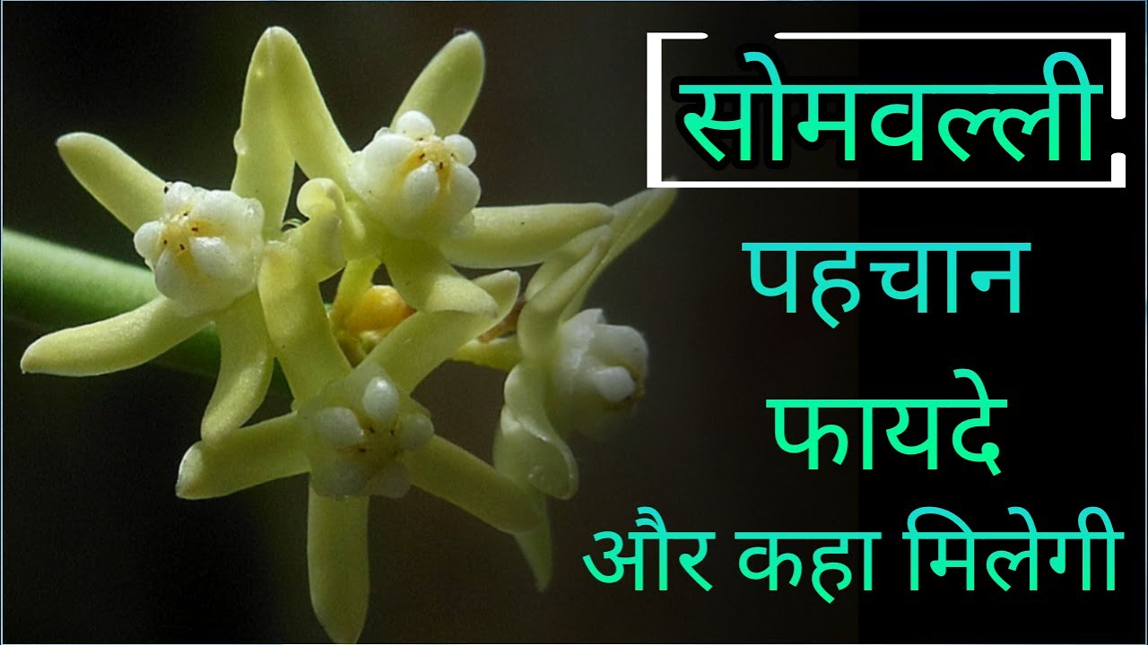 औषधियों की रानी "सोमवल्ली" || Description of Somvalli @BaBaAyurveda ...