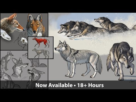 How to Draw Wolves, Coyotes & Foxes - Sneak Peek