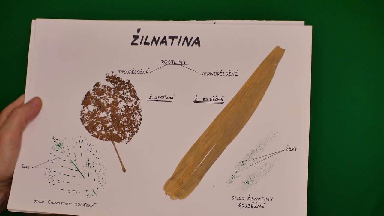 Přírodopis - Vnější stavba listu - YouTube