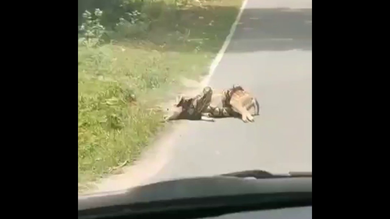 Asdde ne ghera hiran ko - YouTube