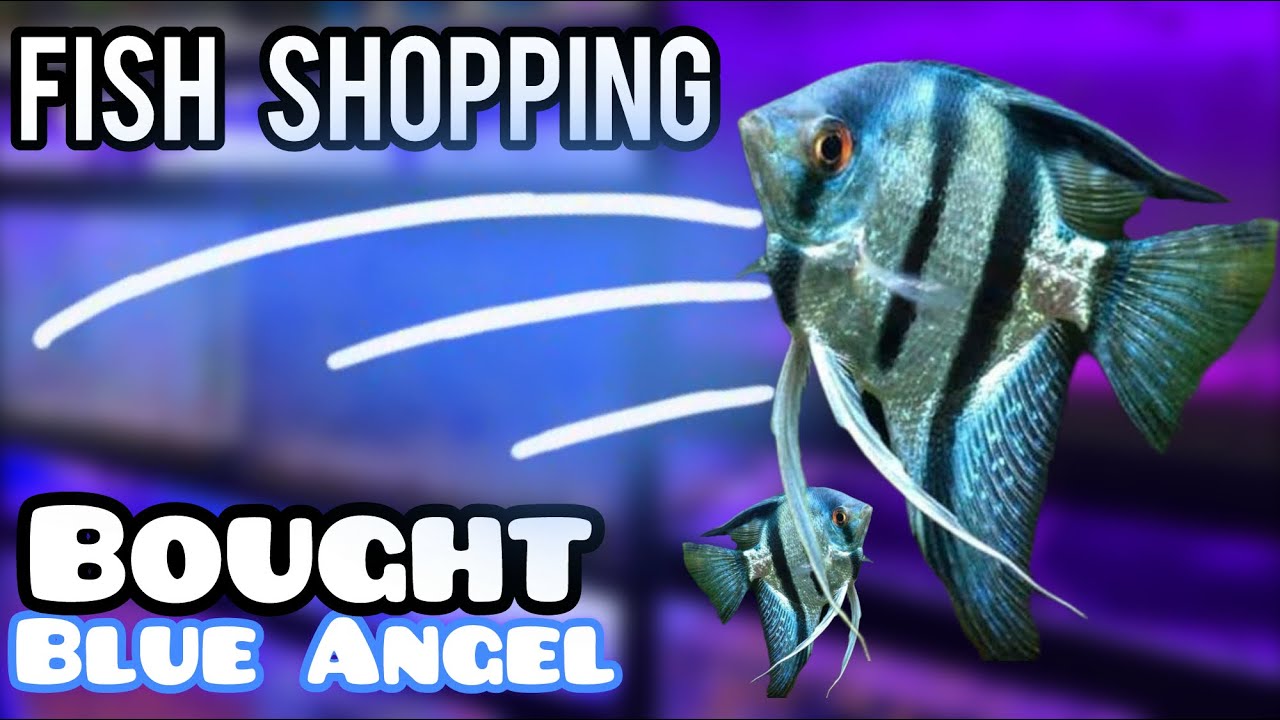 I Bought 2 Philippine Blue Angel Fish From FISH POINT | Azaadi Sale ...