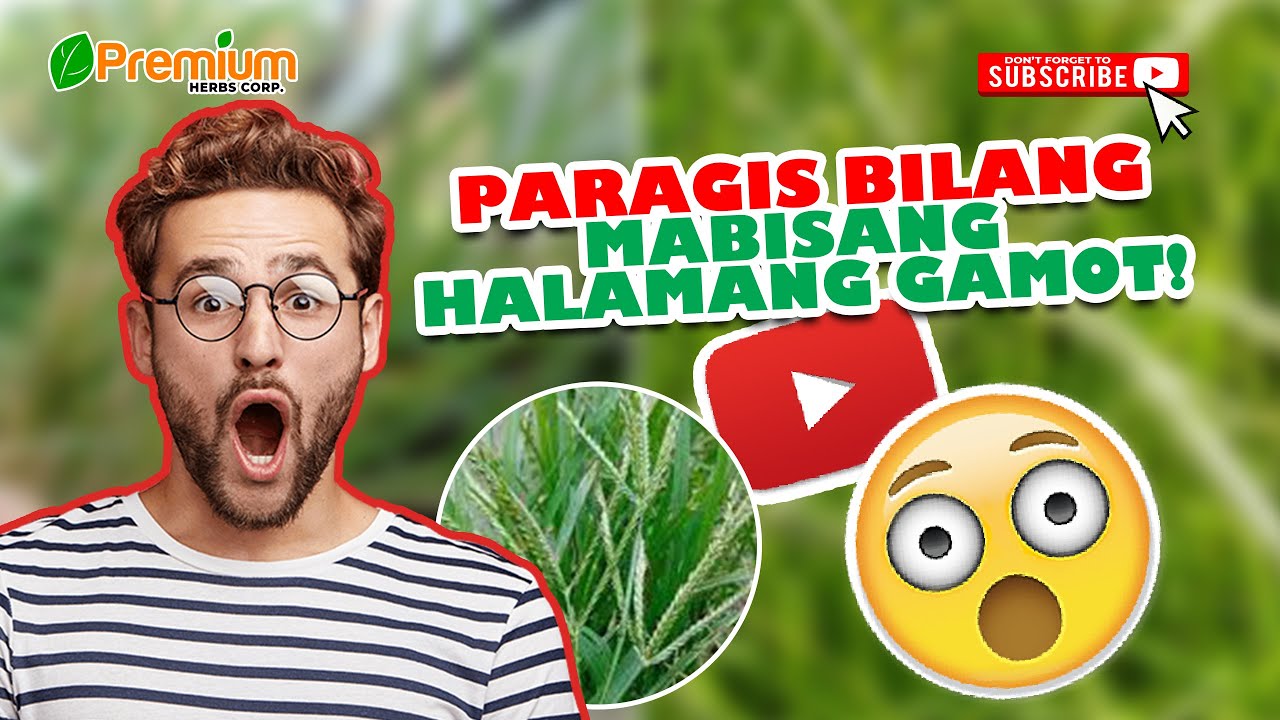 PARAGIS BILANG MABISANG HALAMANG GAMOT - YouTube