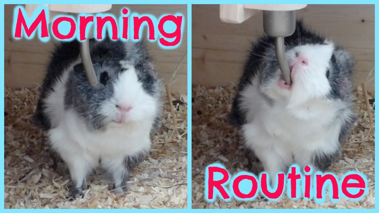 Guinea Pig Morning Routine - YouTube