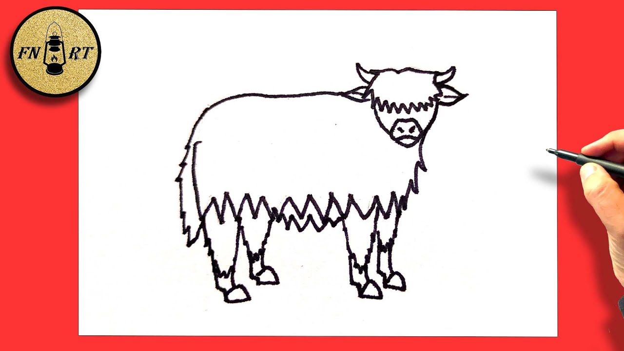 How to draw a highland cow easy step by step - YouTube