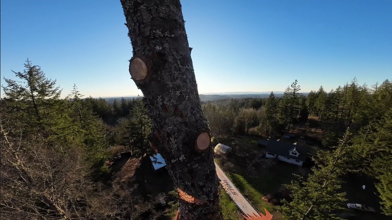 Dropping a log on a tall dead Fir tree. #stihl - YouTube
