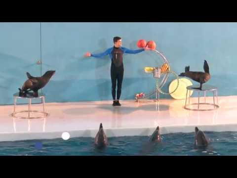 Dolphin Show First Time Ever in Lahore Pakistan 16 August 2019 - YouTube