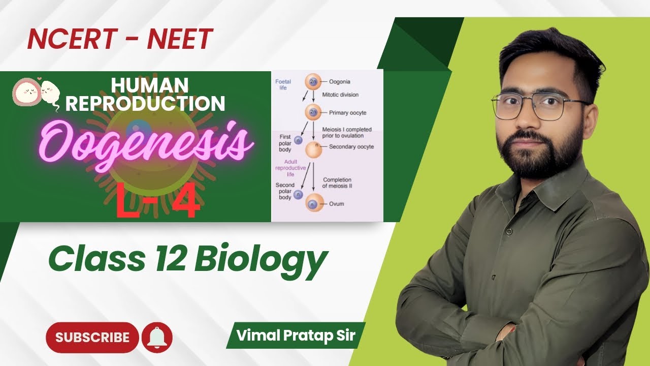 Gametogenesis(Oogenesis) | Human Reproduction | Class 12/NEET - YouTube