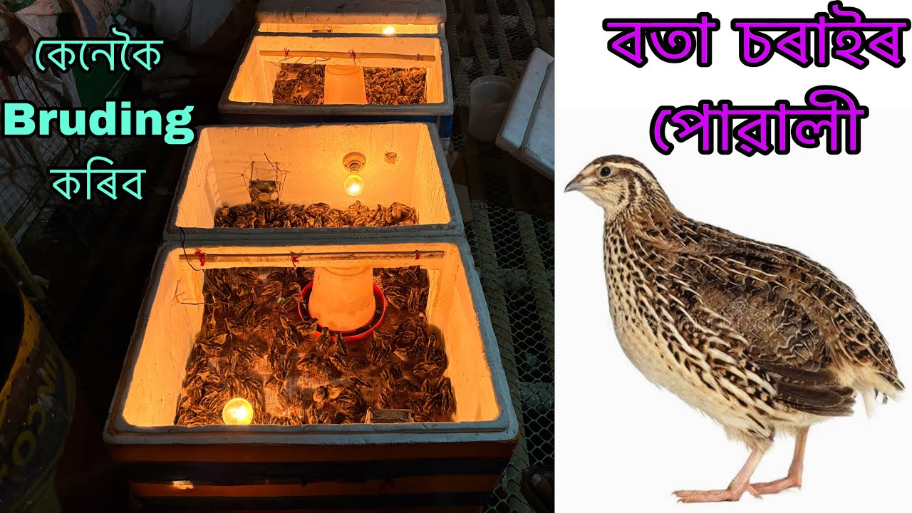 Qual Bird ৰ Bruding কেনেকৈ কৰিব লাগে । Nagaon quail bird Farm | Assam ...