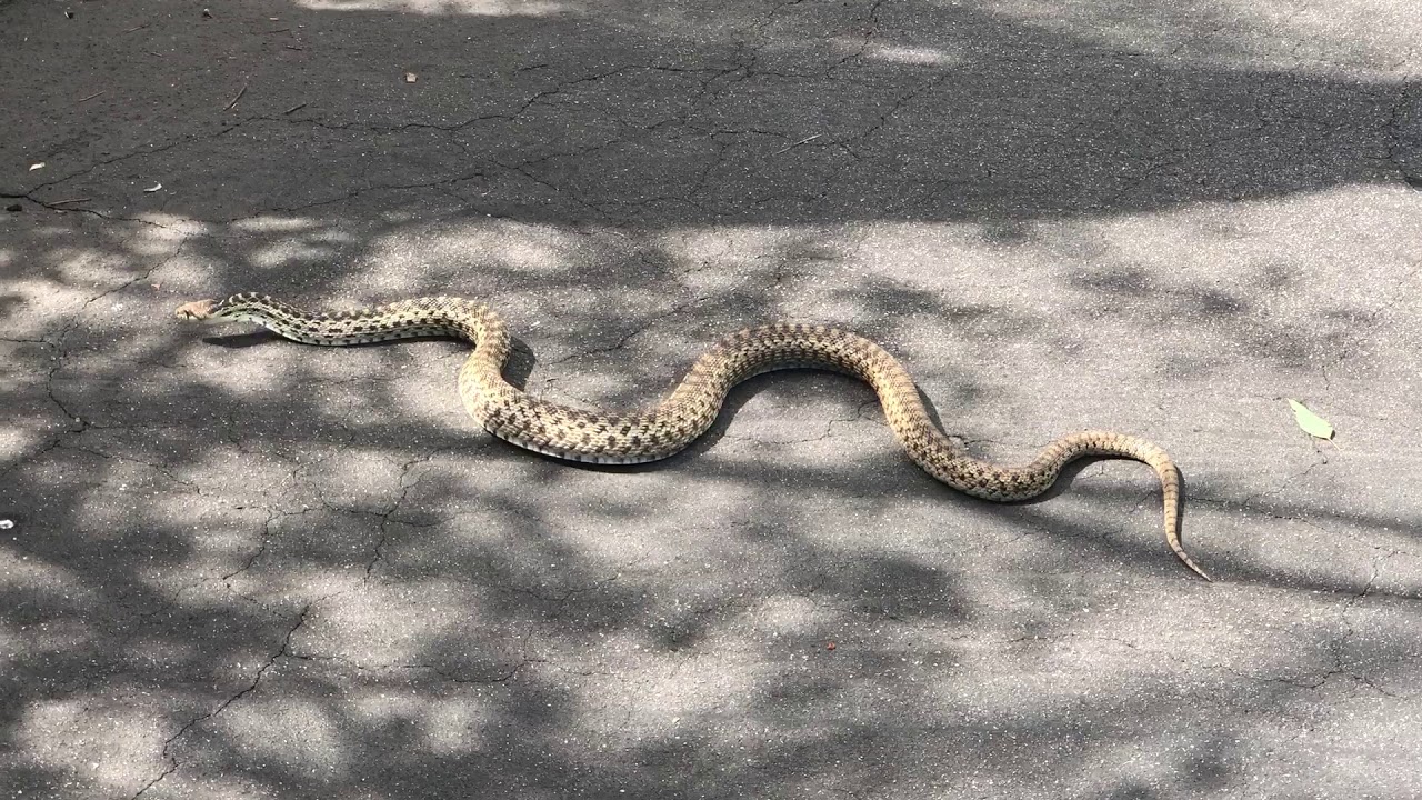 Snake on Road - YouTube