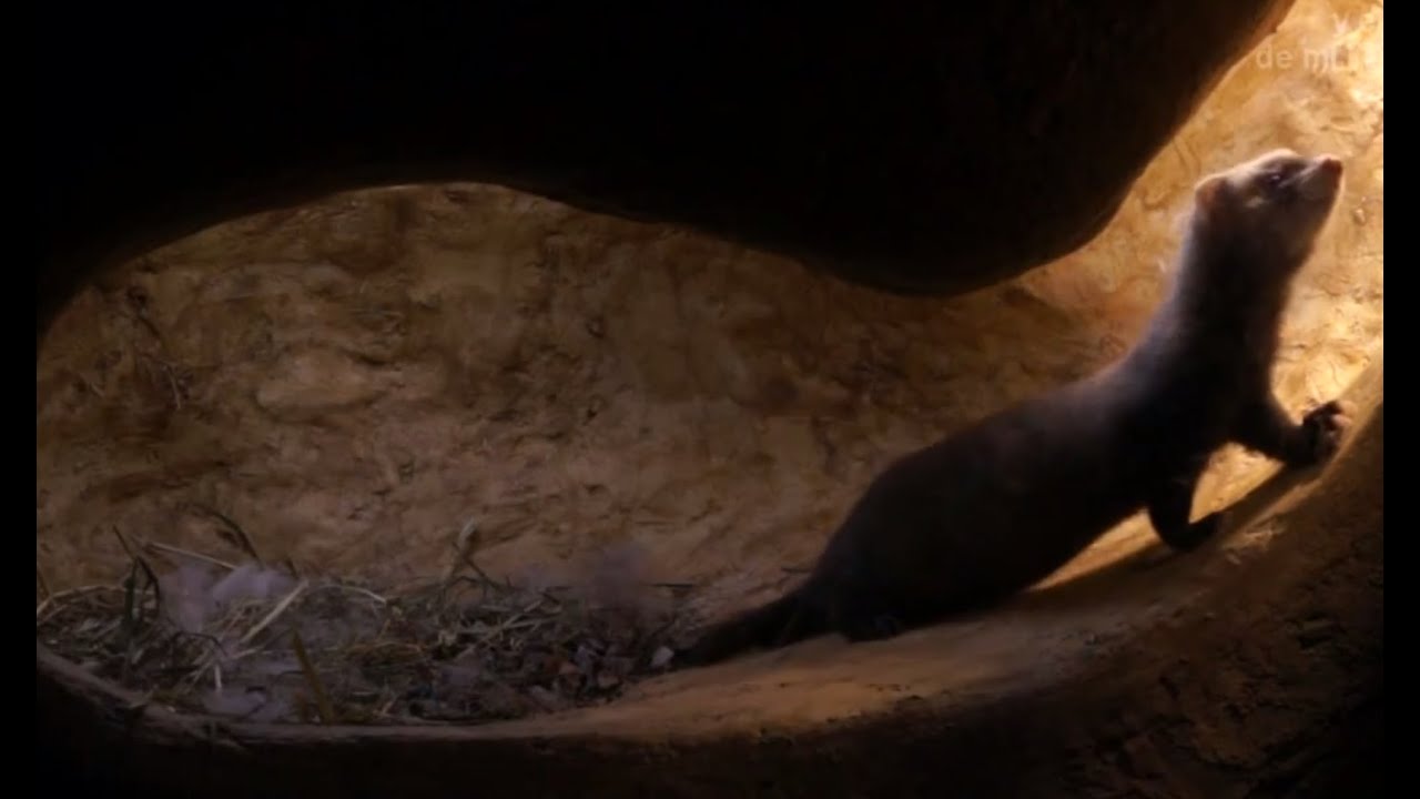 HURONES - El hurón cazando, vista y olfato de los hurones - YouTube