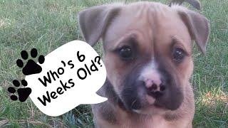 AMERICAN BULLY PUPPIES 6 WEEK OLD UPDATE- MEDUSA u0026 ... | Doovi