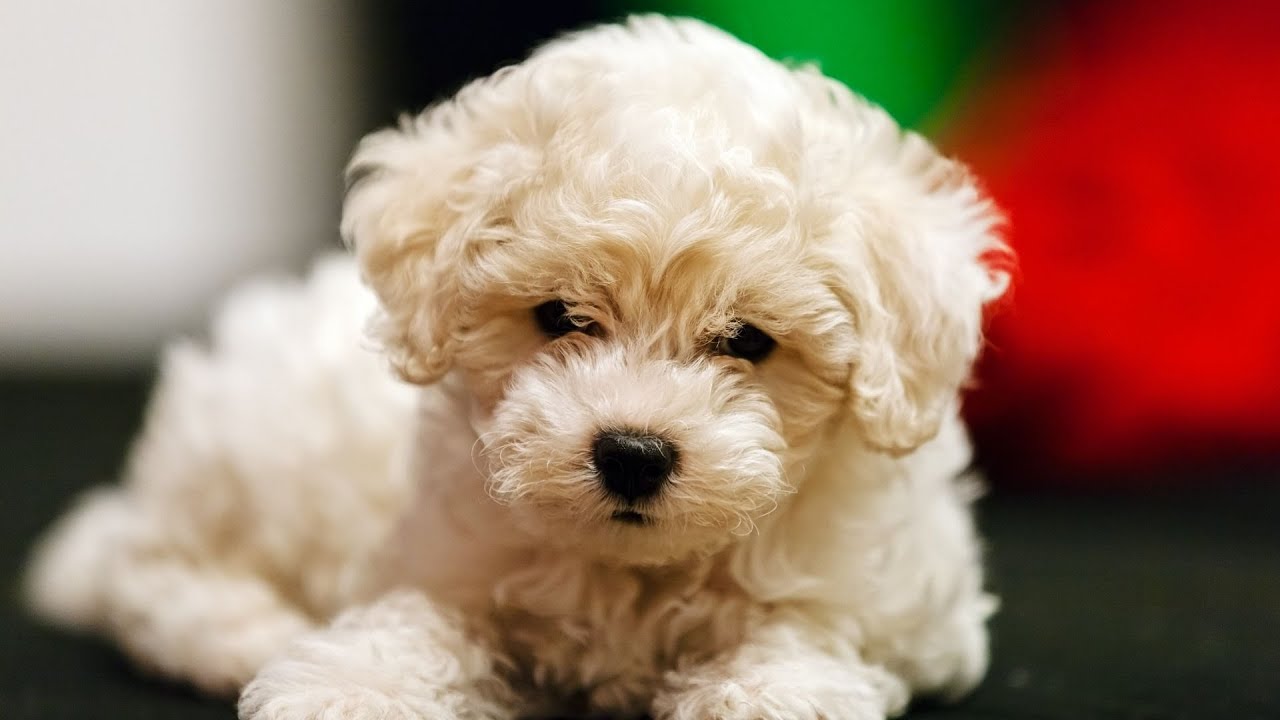 How to Train Your Bichon Frise to Stop Excessive Barking - YouTube