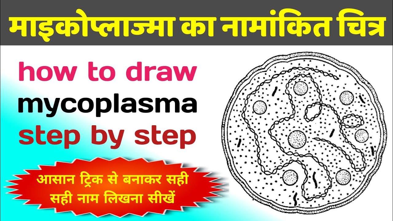 माइकोप्लाज्मा का नामांकित चित्र | how to draw mycoplasma | mycoplasma ...
