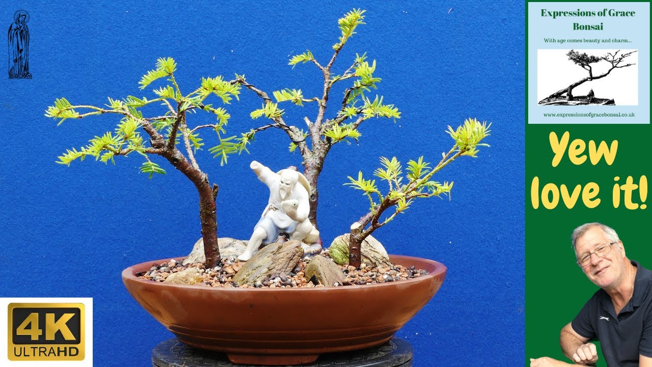 How to create a PENJING Style Yew Group (Pre-Bonsai) - YouTube