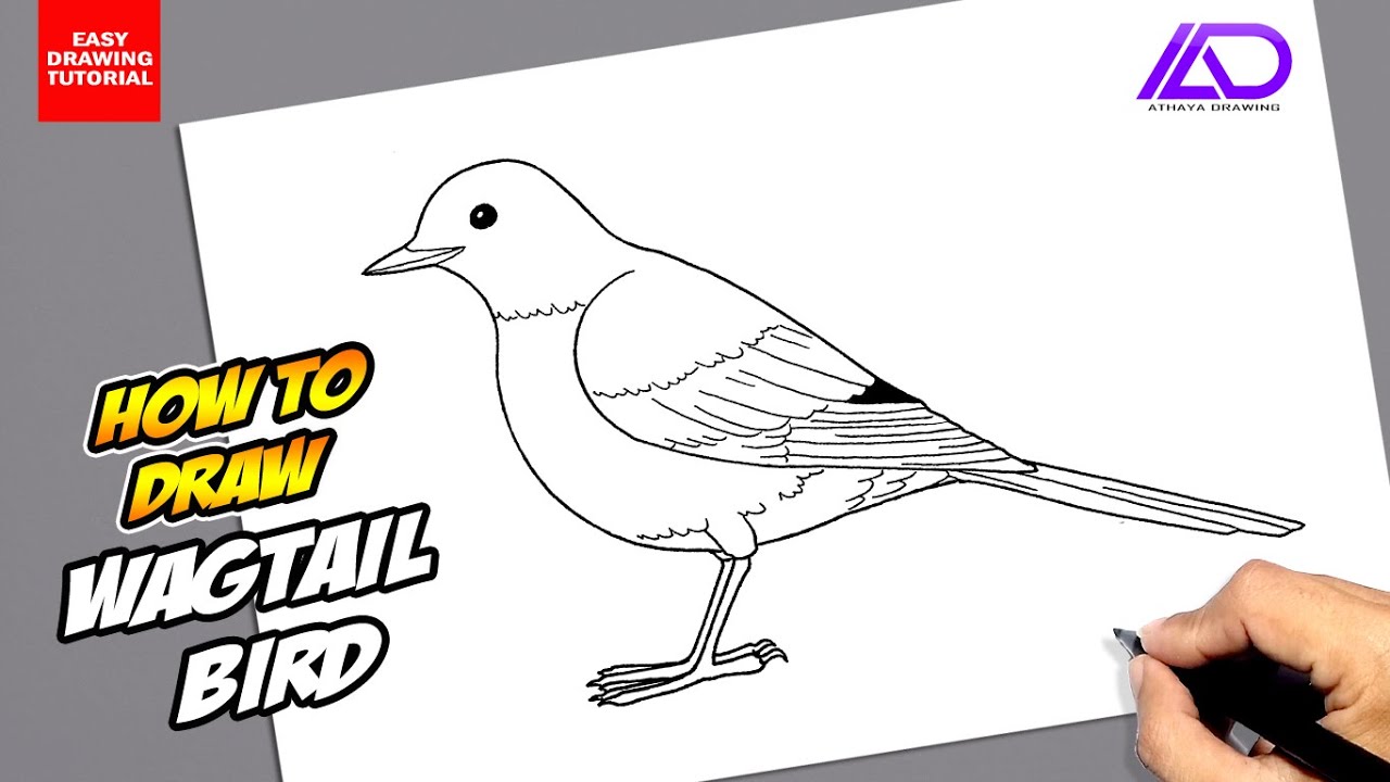 How to draw Wagtail Bird - YouTube