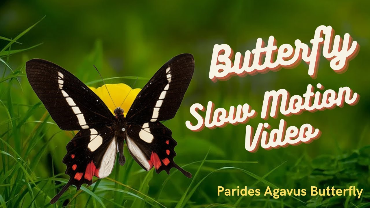 MUST WATCH SLOW MOTION VIDEO of Parides Agavus Butterfly - YouTube