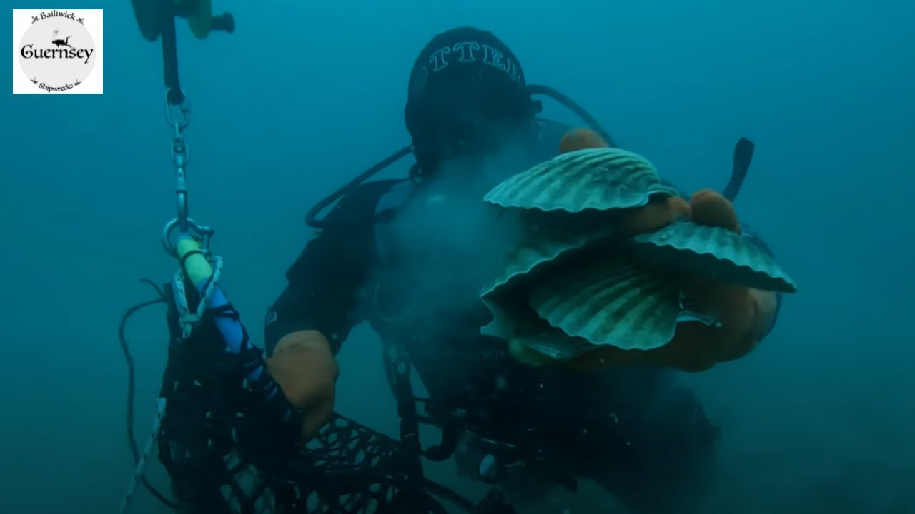 Scalloping and reef dive in Guernsey - YouTube